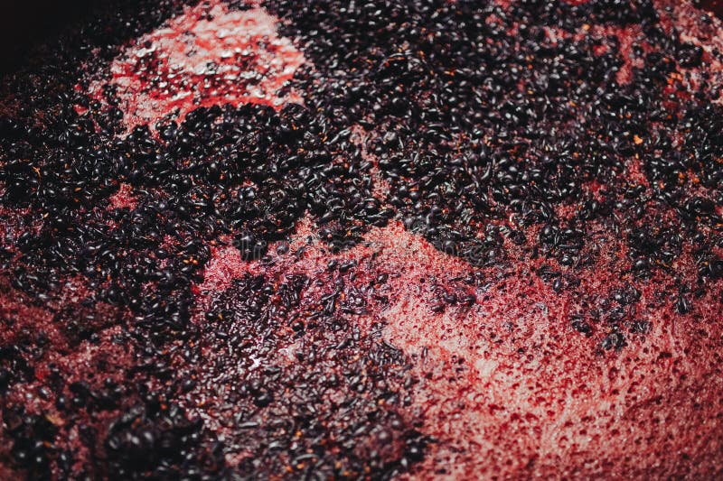 Container with Crushed Grapes in Early Stage of Fermentation. Grape ...