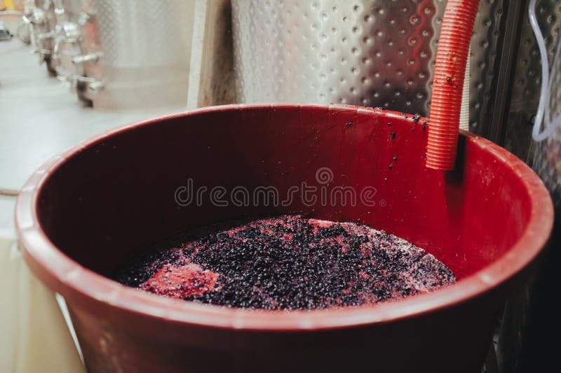 Container with Crushed Grapes in Early Stage of Fermentation. Grape ...