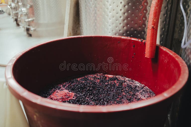 Container with Crushed Grapes in Early Stage of Fermentation. Grape ...