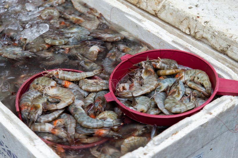Container with Shrimp in Ice Water Stock Photo - Image of protein ...