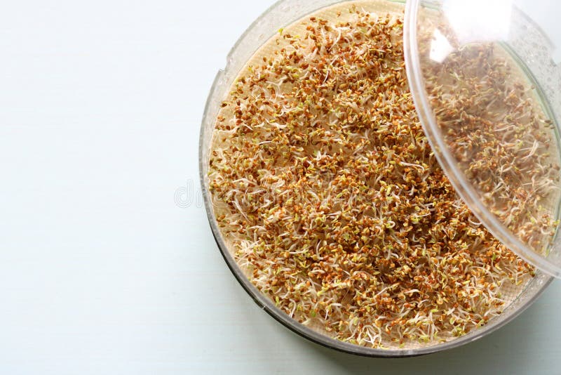 Alpha-alpha sprouts stock image. Image of natural, green - 12147061