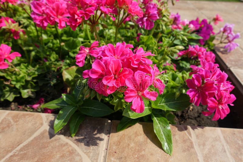 Container with Magenta Colored Flowers of Ivy-leaved Pelargonium in ...