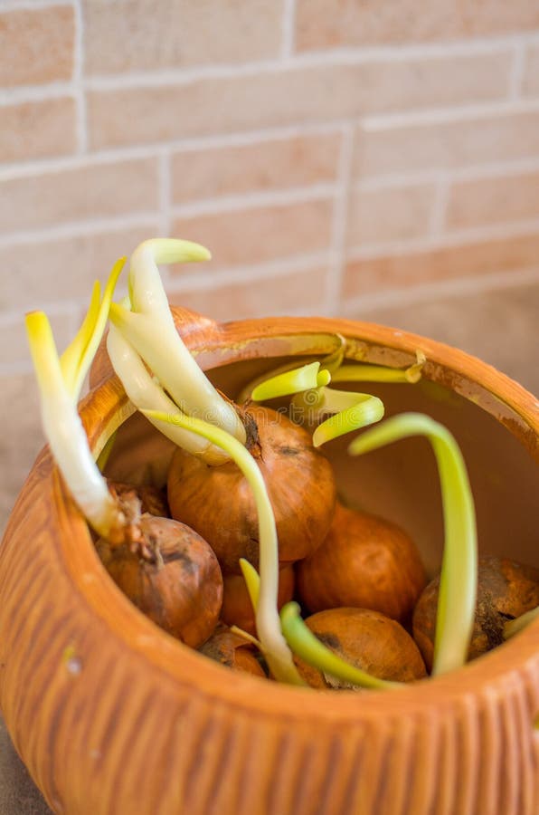 Container for onions stock photo. Image of bulbs, orange - 57113160