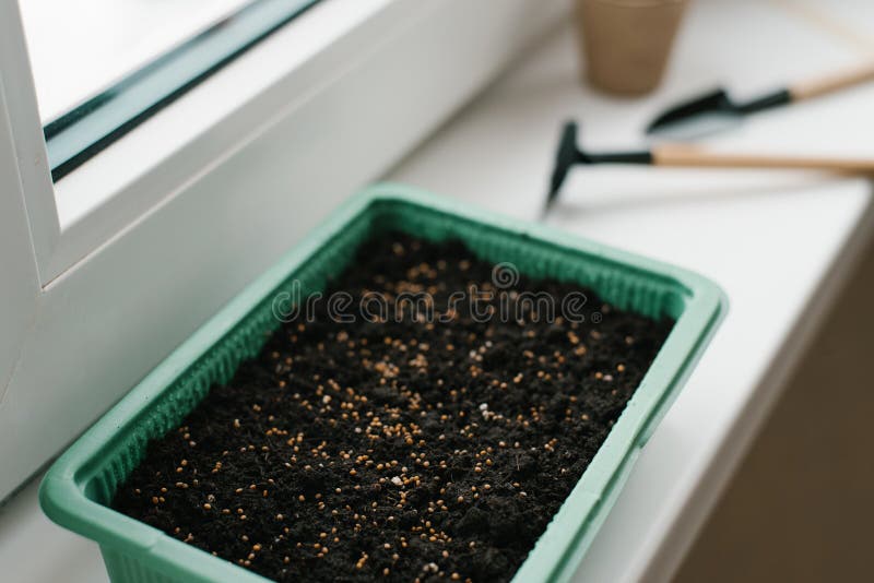 Container with Peat and Planted Seeds with a Garden Tool at Home on the ...