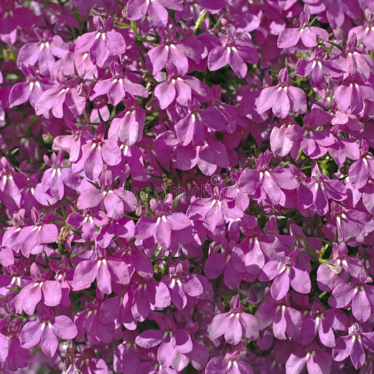 2,459 Outdoor Container Plants Flowers Stock Photos - Free & Royalty ...