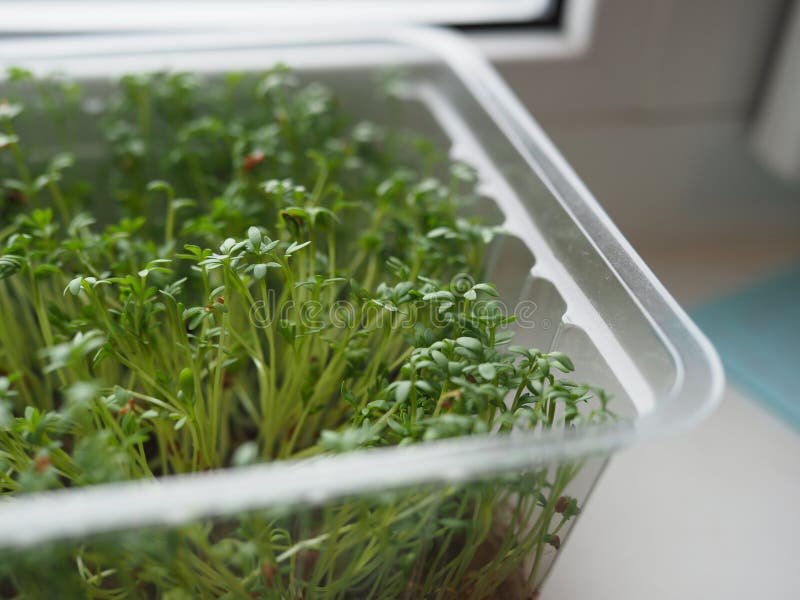 Container with Self-growing Plants at Home Stock Photo - Image of ...