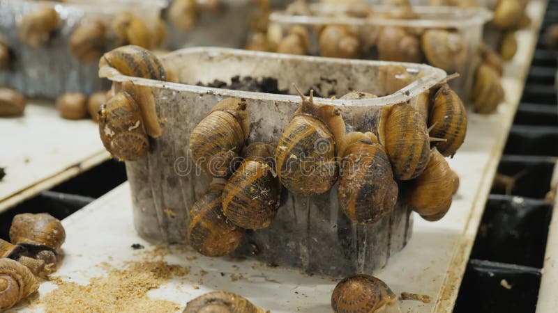The Container with Snails on the Farm Where they are Grown Stock Video ...