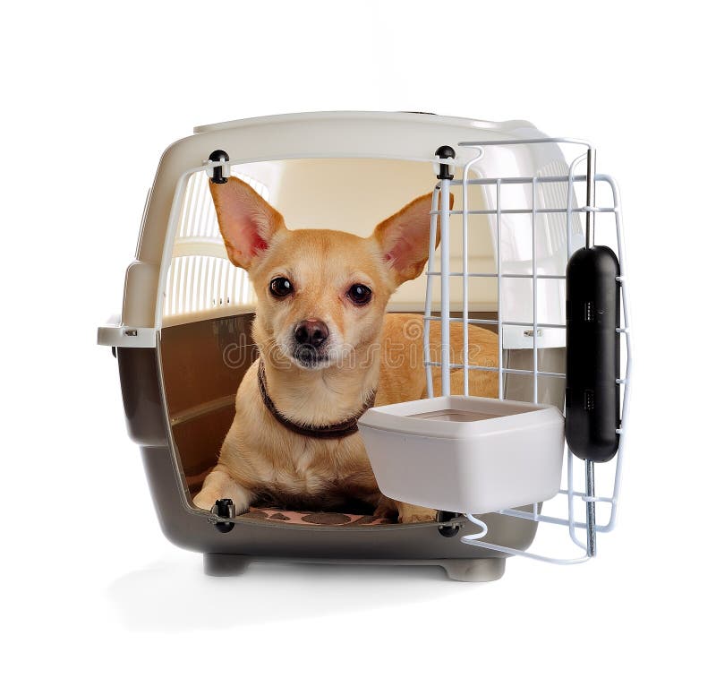 The Container for Transportation of Animals Stock Image - Image of ...