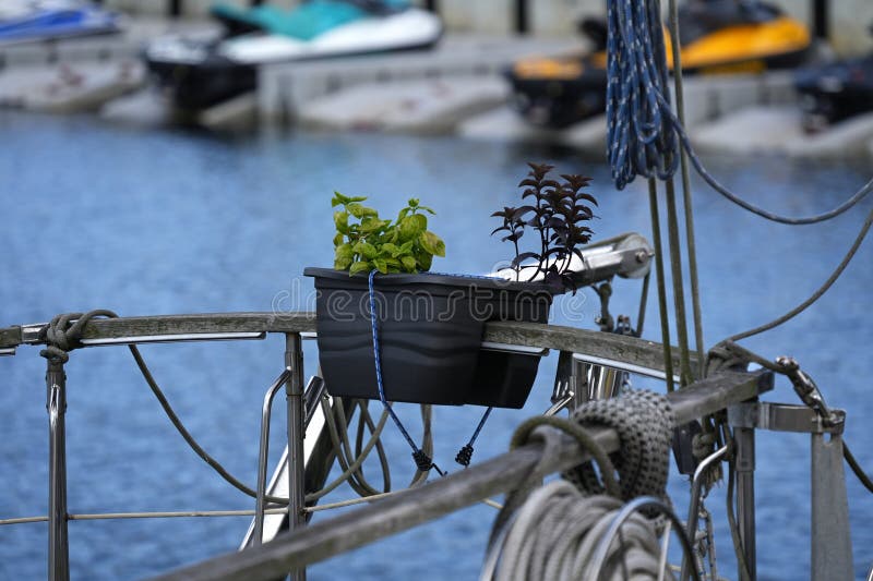 Container with Two Species of Plants ( Mint and Chocolate Mint ...