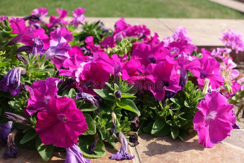 Container with Vibrant Pink Flowers of Petunias Stock Image - Image of ...
