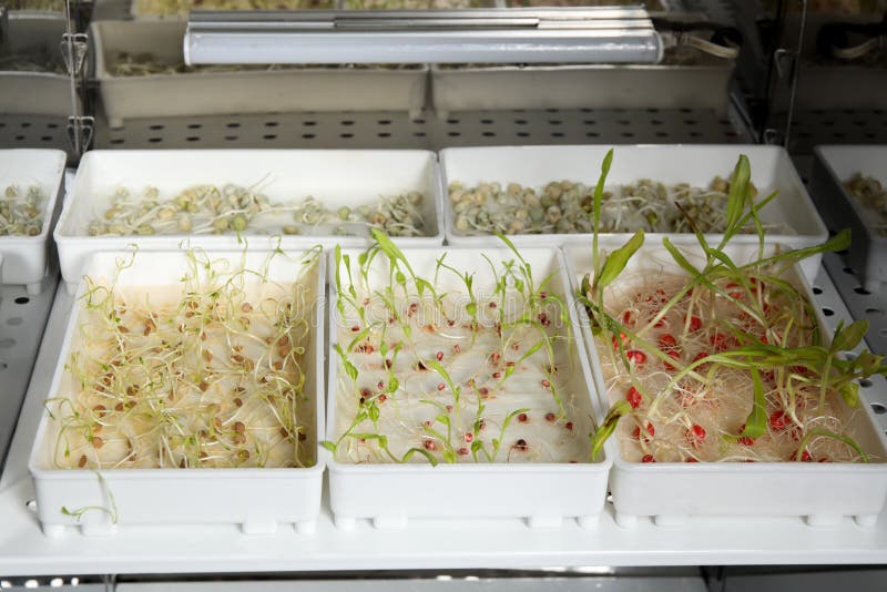 Containers with Different Sprouted Seeds. Laboratory Research Stock ...