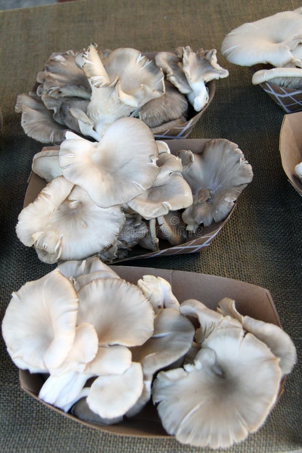 Containers of mushrooms stock photo. Image of farming - 32802928