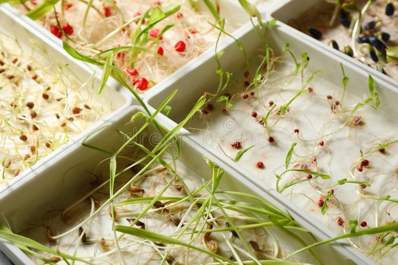 Containers with Sprouted Seeds. Laboratory Research Stock Photo - Image ...