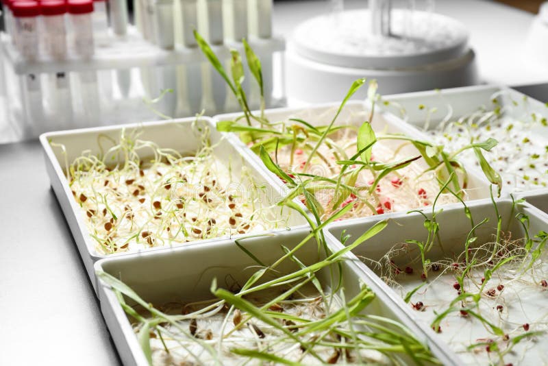 Containers with Sprouted Seeds on Table in Laboratory Stock Photo ...