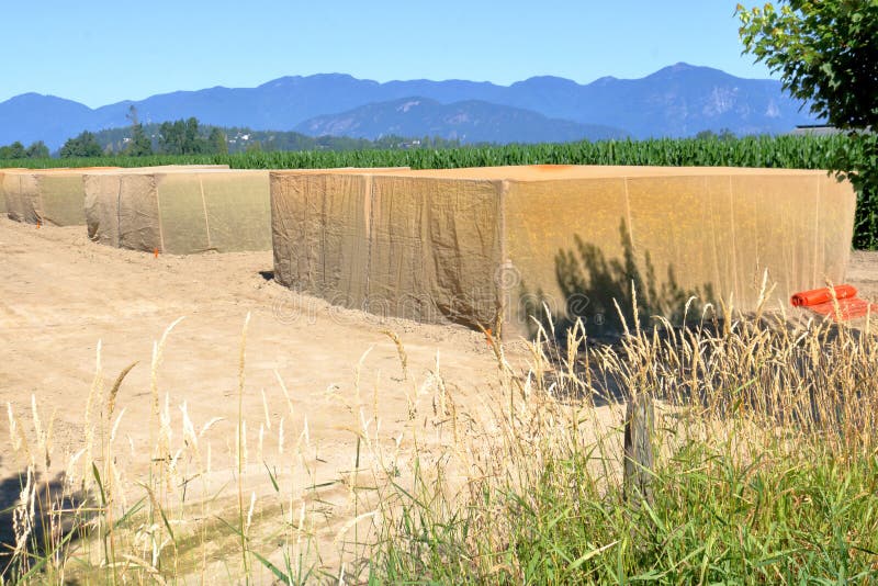 Containing Farm Crops in Restricted Area Stock Image - Image of land ...
