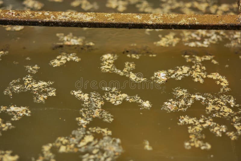 Contaminated Flowering Water Surface. Dumping Garbage into Rivers and ...
