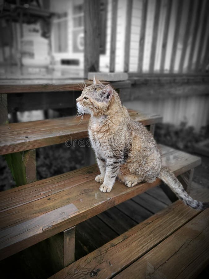 Contemplating Life stock image. Image of relaxing, western - 5472485