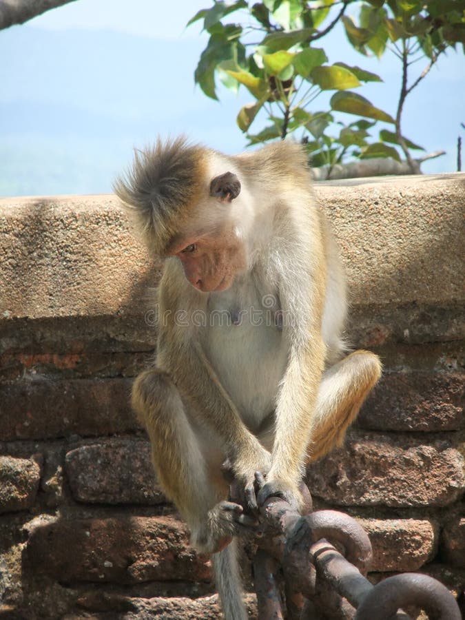 Contemplating Monkey on the Railing Stock Image - Image of ...