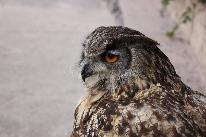 Contemplation stock image. Image of bird, rest, show - 12928583