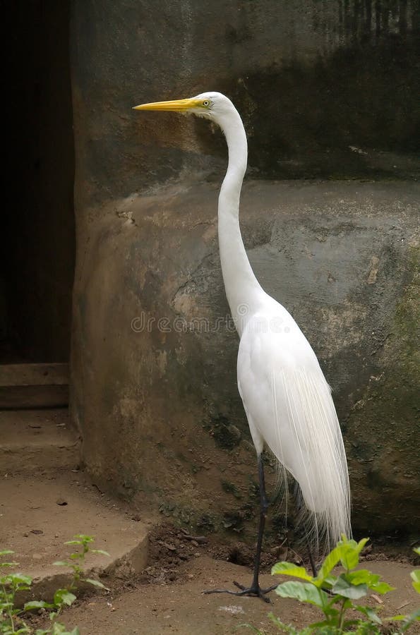 Contemplation moment stock image. Image of animals, pond - 1457003