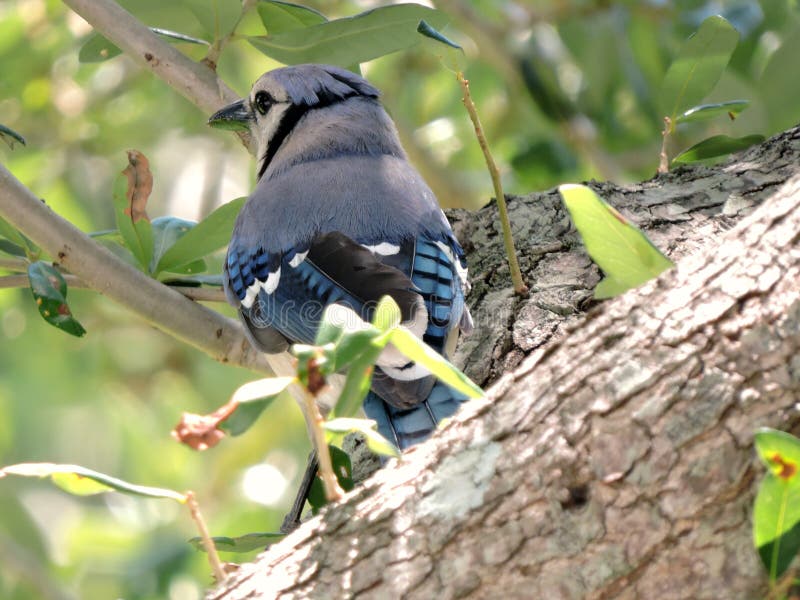 Contemplative Blue Jay stock photo. Image of birdwatching - 53925562