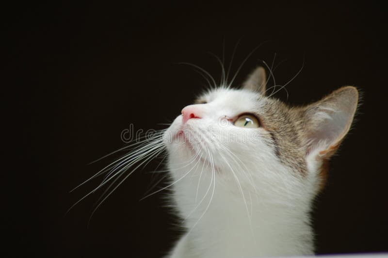 Contemplative cat stock image. Image of abstract, pets - 641797