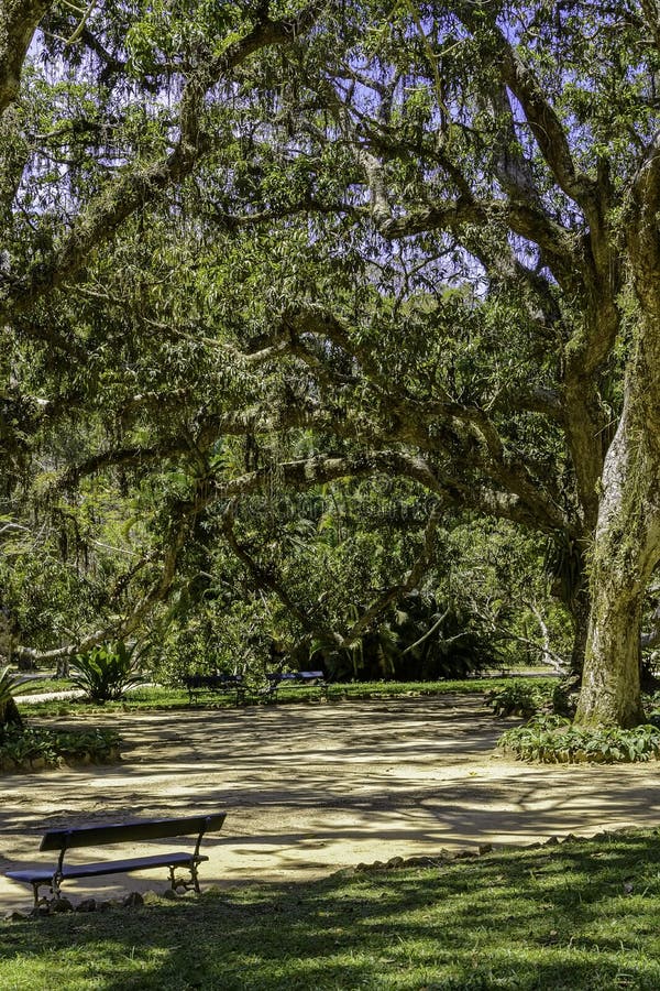 Contemplative Space with Trees and Benches Editorial Stock Image ...