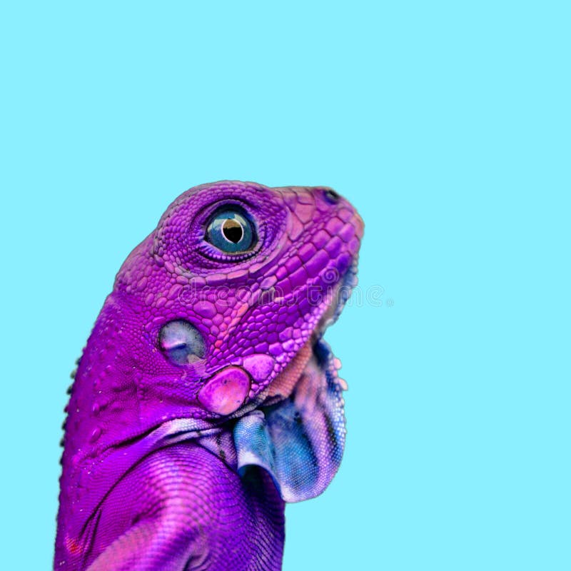 1,869 Purple Lizard Stock Photos - Free & Royalty-Free Stock Photos ...