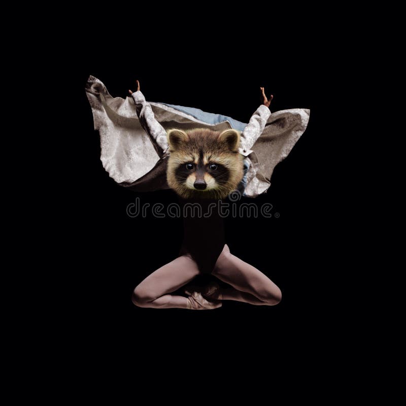 Raccoon dance stock photo. Image of dance, contemporary - 123468318