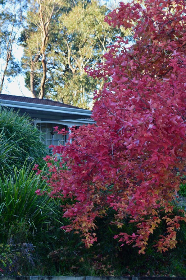 A Contemporary House in the Blue Mountains at Autumn Stock Photo ...