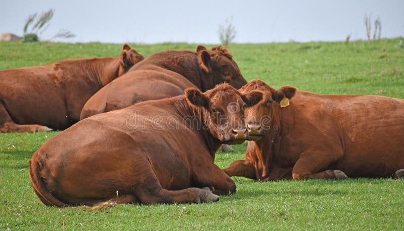 Content Angus Cows Resting in Grass in Rural Minnesota Stock Photo ...