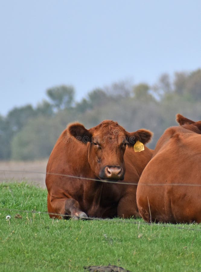Content Angus Cows Resting in Grass in Rural Minnesota Stock Image ...