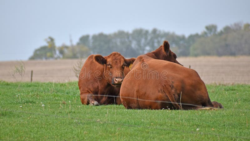 Content Angus Cows Resting in Grass in Rural Minnesota Stock Photo ...