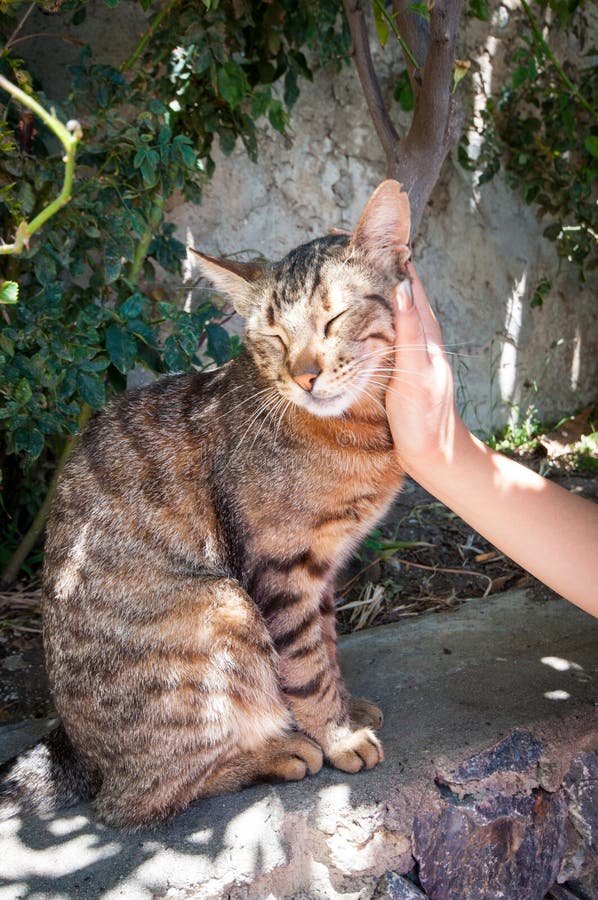 Content Cat Being Pet by Human Stock Photo - Image of striped, nature ...