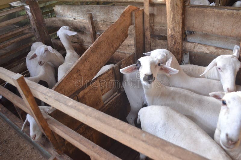 A Group of White Goat Inside the Wooden Cage Photo Stock Photo - Image ...