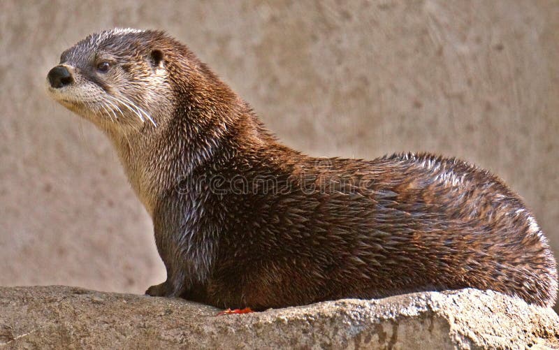 Wet Otter Sitting on the Shore on Wet Planks Animal Closeup Portrait ...
