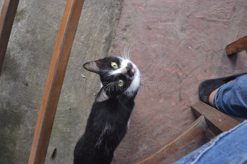 A Photo of a Black Cats Face from Above Stock Image - Image of mammal ...