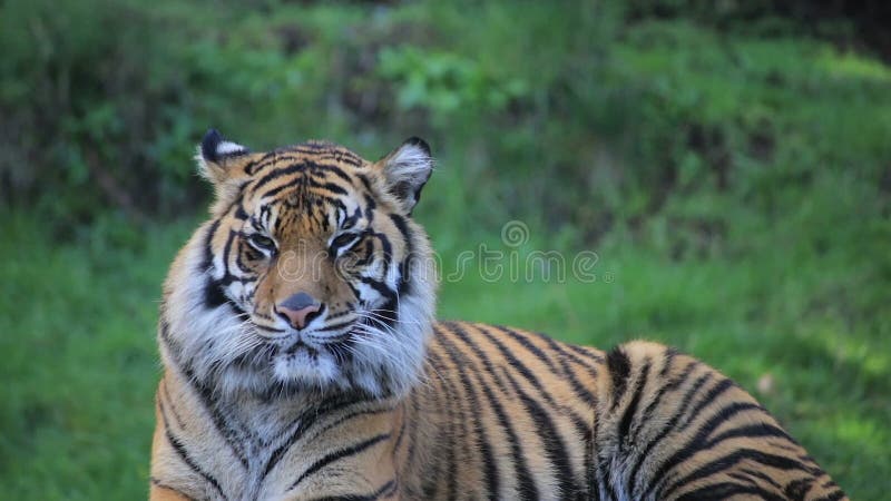 Tiger Blinking Away from Camera Stock Video - Video of predator ...