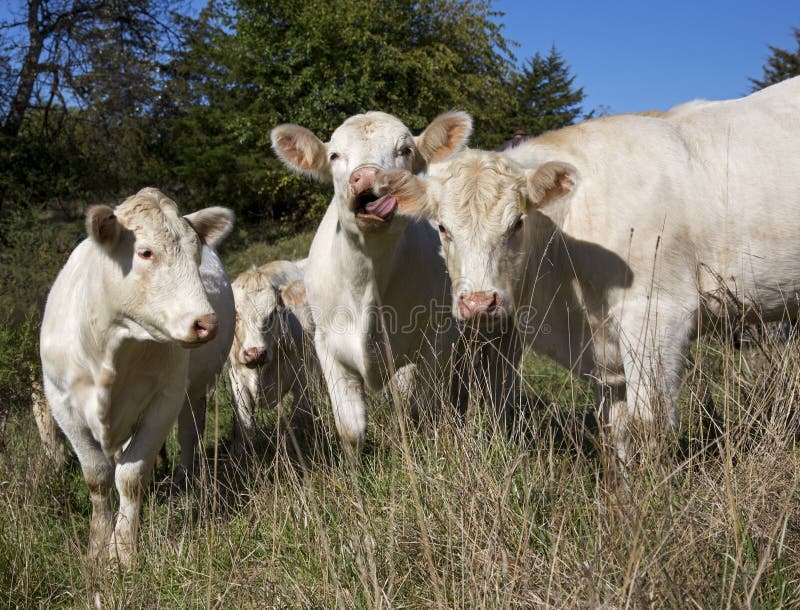 Contented Cows in a Pasture Stock Image - Image of beef, contented ...