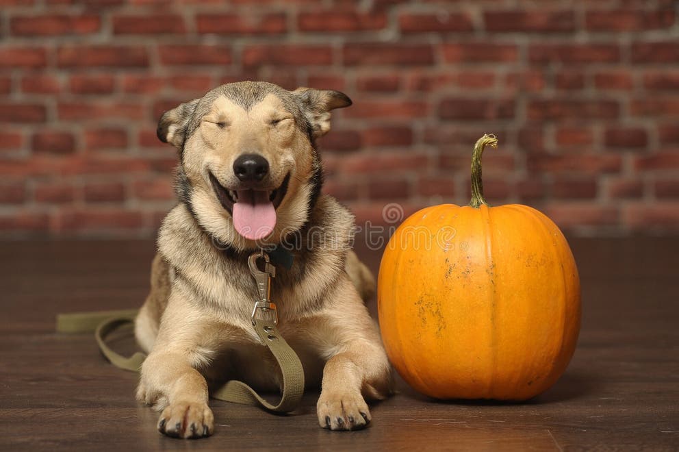 Contented dog stock image. Image of face, portrait, friendly - 27731281