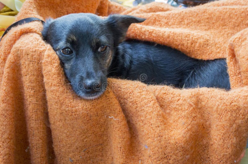 Contented Dog Laying on a Blanket Stock Image - Image of adorable ...