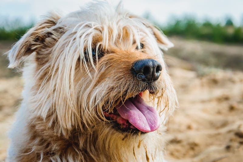 Contented dog stock photo. Image of carnivoran, goldendoodle - 84954488