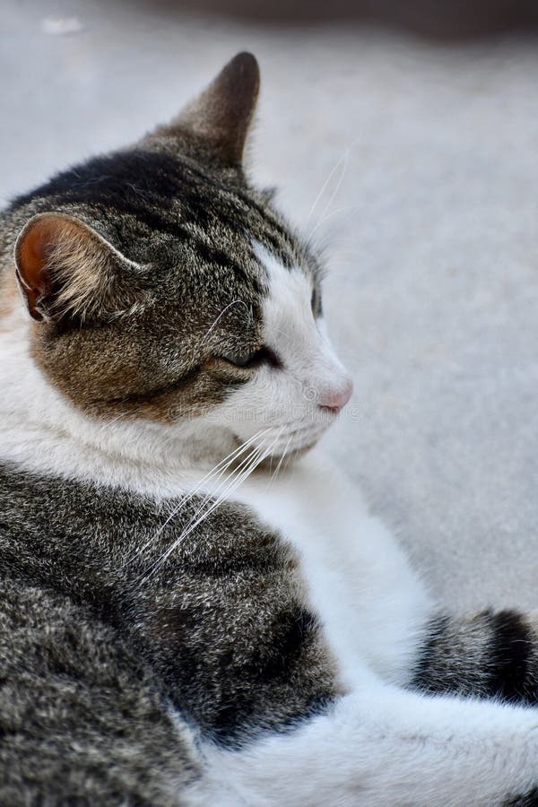 Contented Cat stock photo. Image of fold, dreaming, pretty - 496022