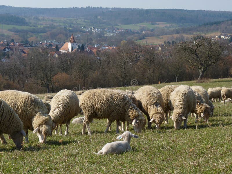 Contented Sheep in Front of Church Stock Photo - Image of homeland ...