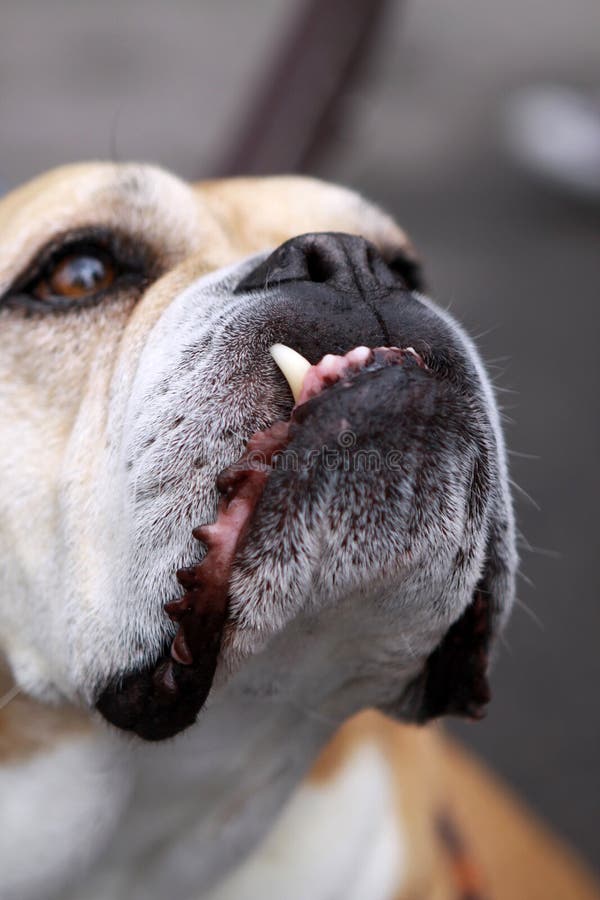 Conti Bulldog stock photo. Image of animal, glad, curious - 20447884