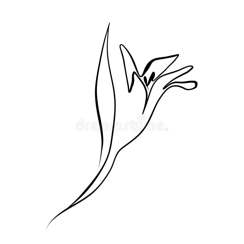 Continuous Drawing of Lines. Line Art of Lily Flower Continuous Line ...