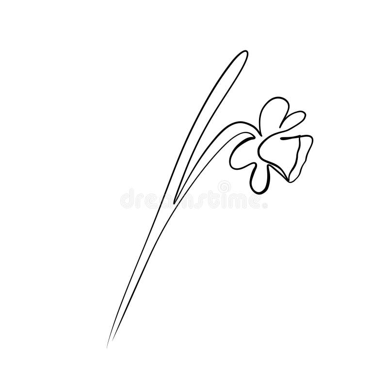 Continuous Drawing of Lines. Line Drawing of a Narcissus Flower Stock ...