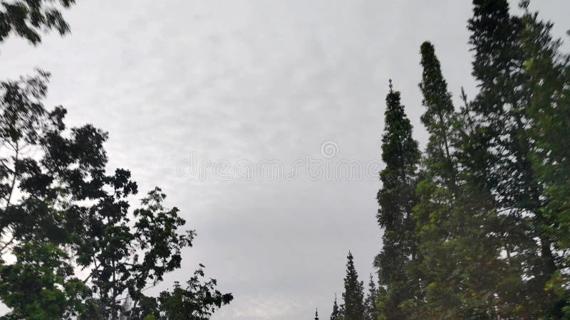 A Continuous Forward Motion Scene Featuring Lush Green Trees ...