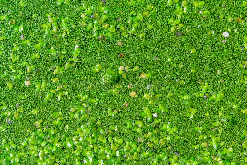 A Continuous Layer of Floating Algae Lemna and Wolffia on the Surface ...