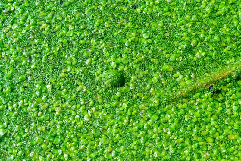 A Continuous Layer of Floating Algae Lemna and Wolffia on the Surface ...